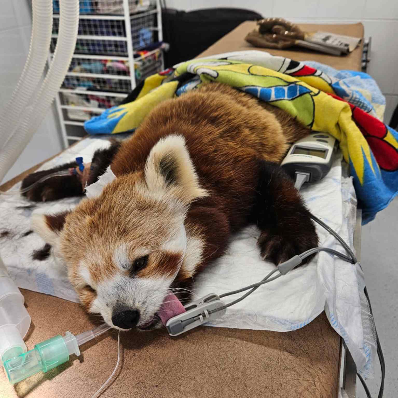 red panda under attack