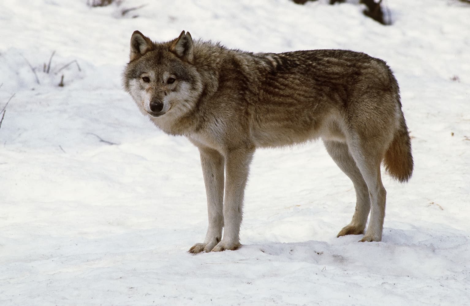 snow wolf bbc bitesize