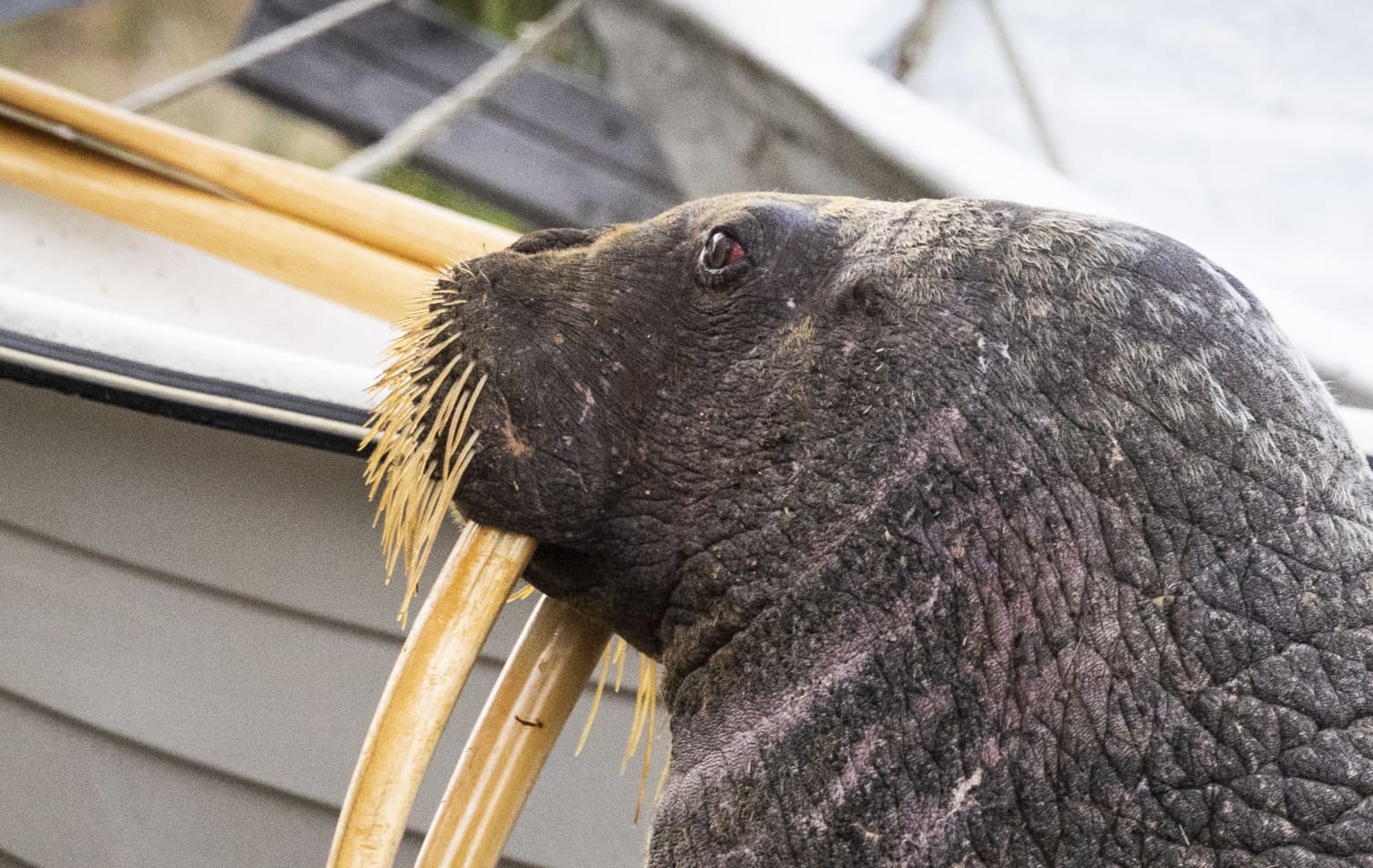 walrus playing with itself