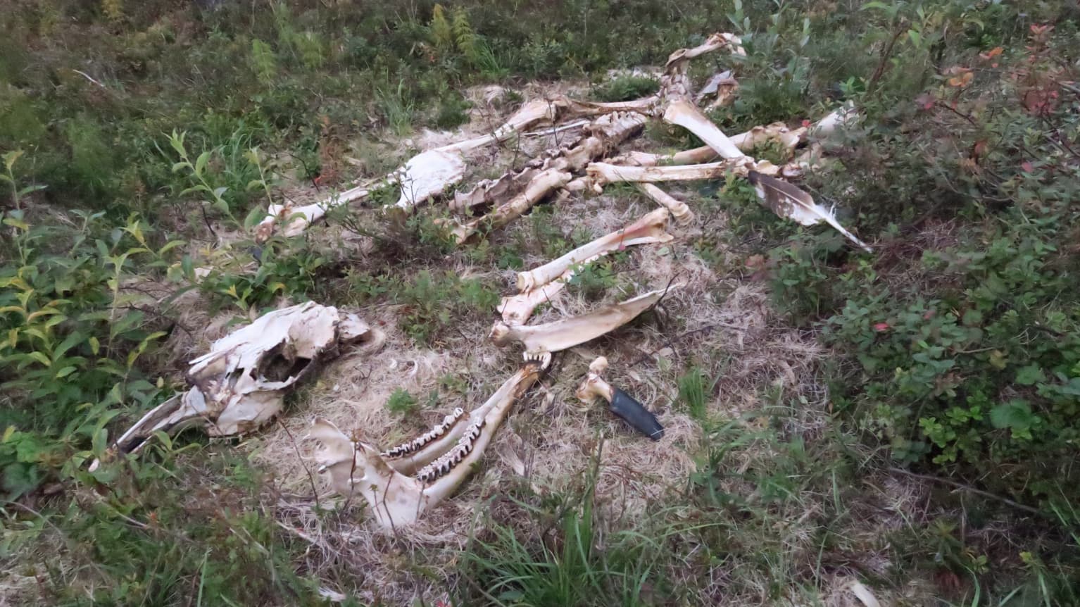 moose skeleton bones