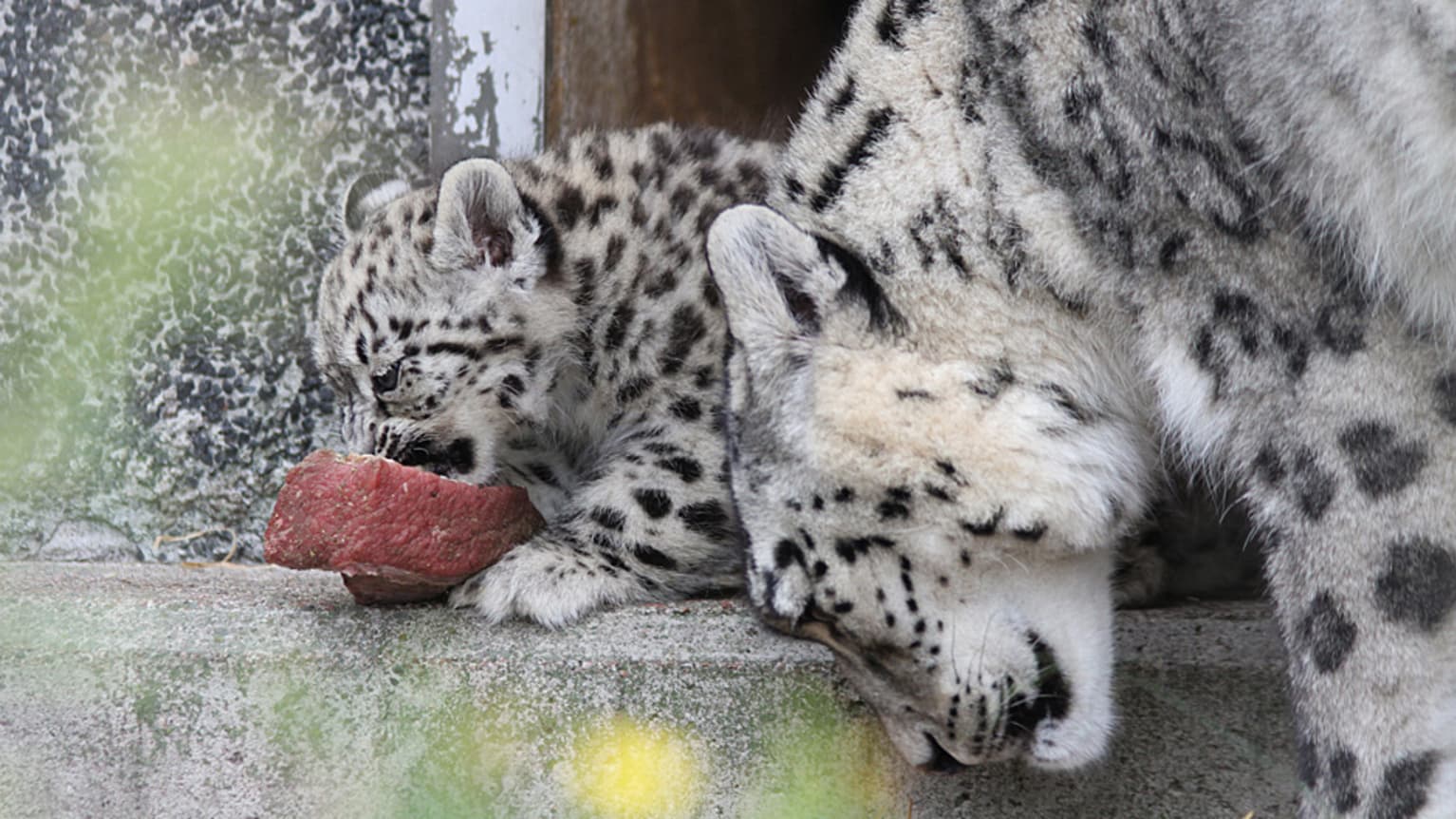 newborn snow leopard