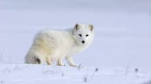 Researchers observe first Arctic fox den in Finland for over 25 years ...