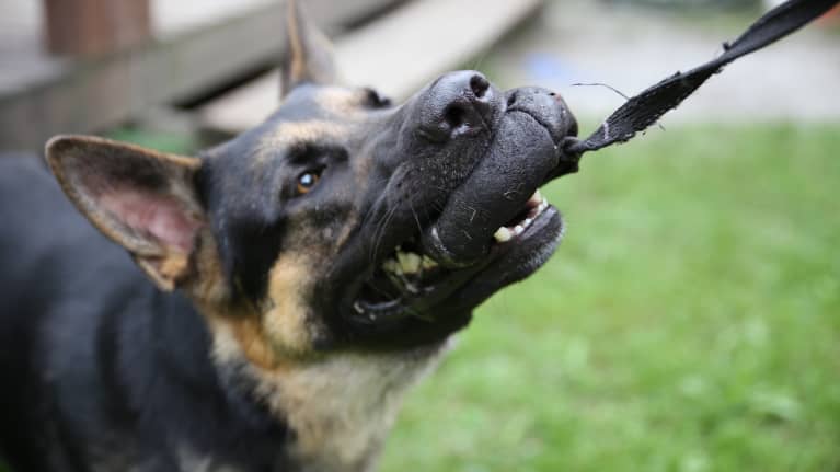 "Nyt kuolen", ajatteli Laura Salmela, 33, kun naapurin koira raateli ...