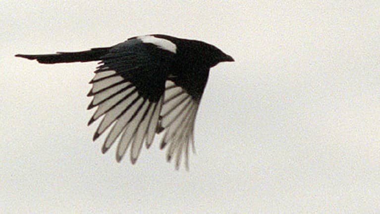 Harakka on mainettaan mukavampi lintu | Yle