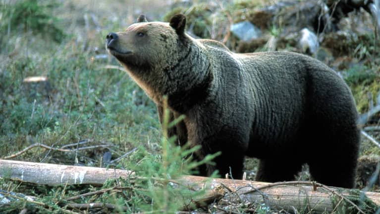Karhu kuolee valmiiksi haudattuna | Yle