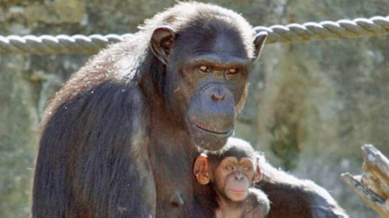 Ihmisen ja simpanssin kromosomissa sittenkin iso ero | Yle