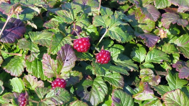 Laiskempikin multasormi saa mökkipihan kukoistamaan | Yle