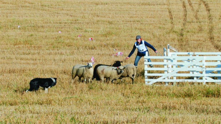 Paimenkoirat kisaavat Suomen mestaruuksista | Yle