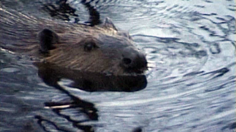Majava tappoi miehen Valko-Venäjällä | Yle