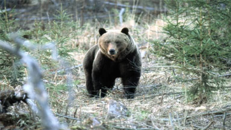 Karhu aiheutti hämmennystä 6-tiellä | Yle