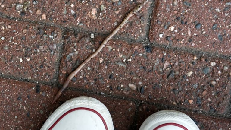 Kastemato voi elää 10 vuotta - hyvällä tuurilla | Yle