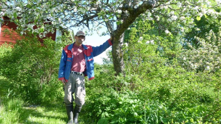 Vuosikymmeniä vanha Piispan omena jaksaa kukkia | Yle