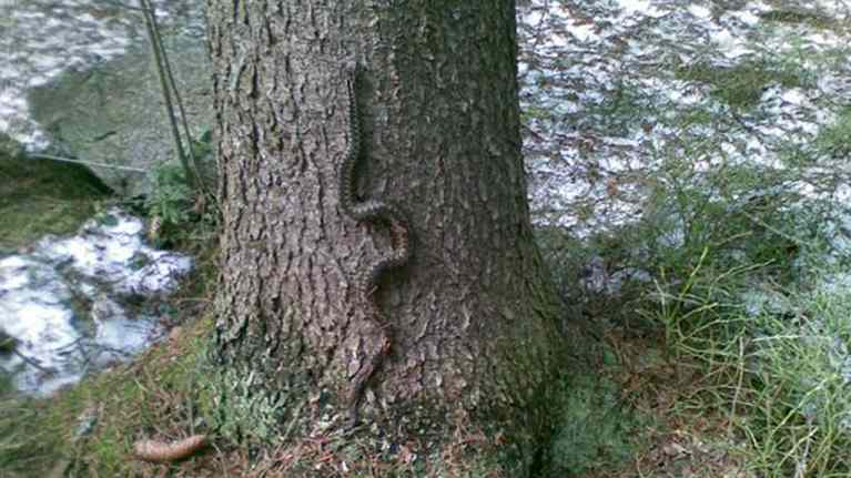 Kyy luikertelee ketterästi puuhun | Yle