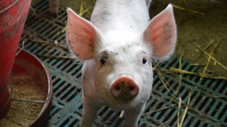 Naapuri suivaantui sikalan lemusta ja piti hajupäiväkirjaa kuukausien ...