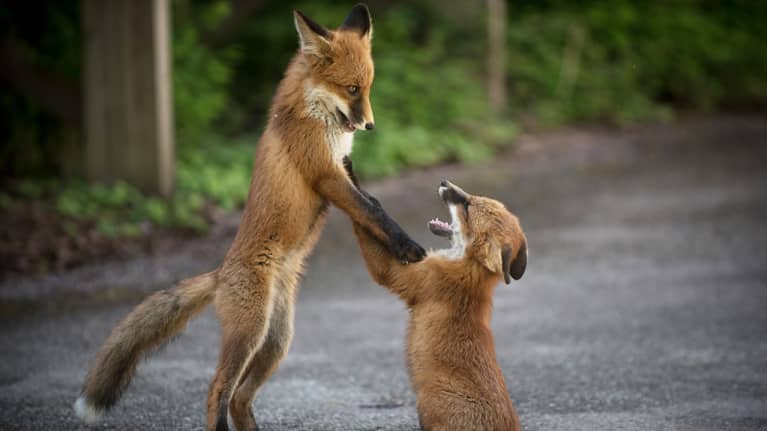 Lautaselle kakkaava kettu jäi kiinni itse teossa – miksi ketut ...