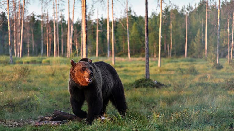 Karhu maisteli hunajaa ja nukkui mehiläispesän vieressä | Yle