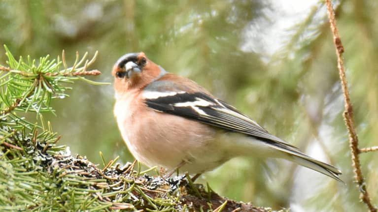 Peippoja pesii Suomessa miljoonia, kiljuhanhi kokee jopa yksinäisyyttä ...