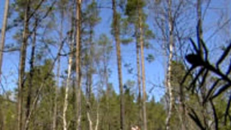 Ragnar Sandelin visar hur man tar spånor till spånkorgar | Bygga och bo ...