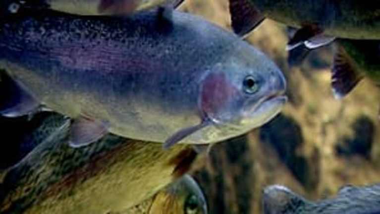 Kotka Maretarium | Strömsö | Svenska Yle