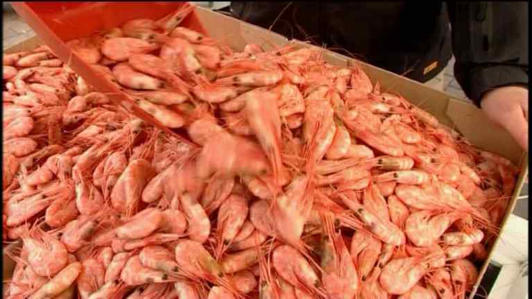 Svenska räkor reser via Afrika | Ekonomi | Svenska Yle