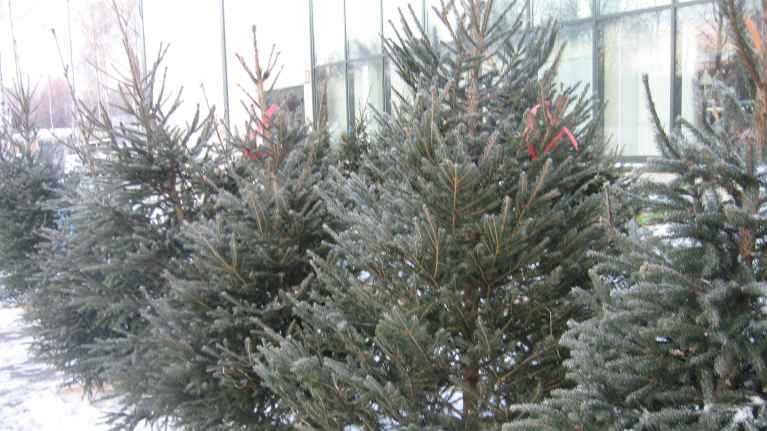 SAD samlar julgranar | Huvudstadsregionen | Svenska Yle