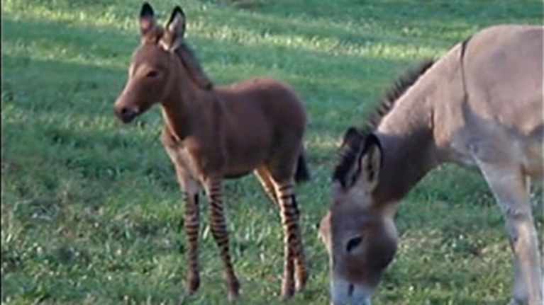 Pippi Långstrump-åsna föddes i djurpark | Utrikes | Svenska Yle