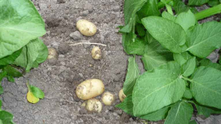 Nypotatis i sydväst för den som vill betala | Inrikes | Svenska Yle