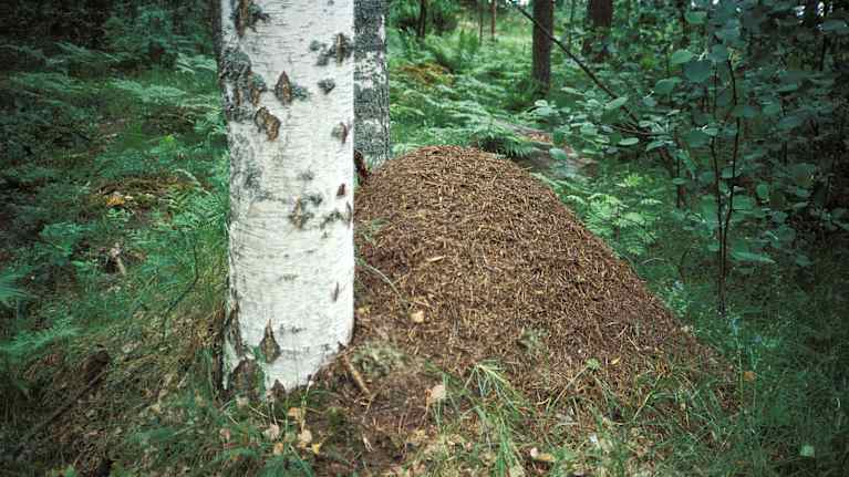 I myrstacken har alla en uppgift | Kunskap | Svenska Yle