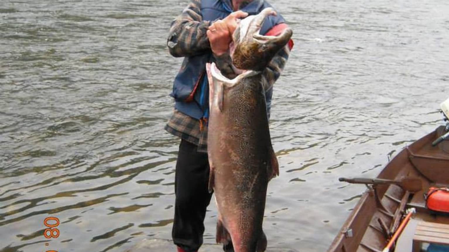 giant salmon