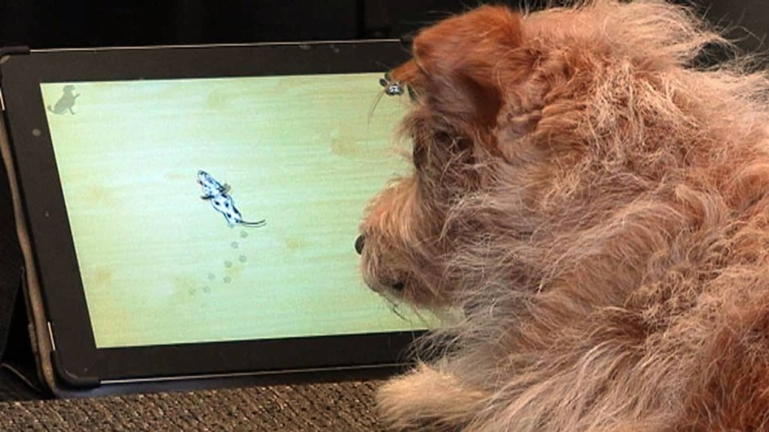 dog playing computer