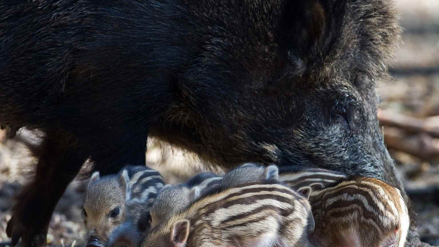 finnspets vildsvin