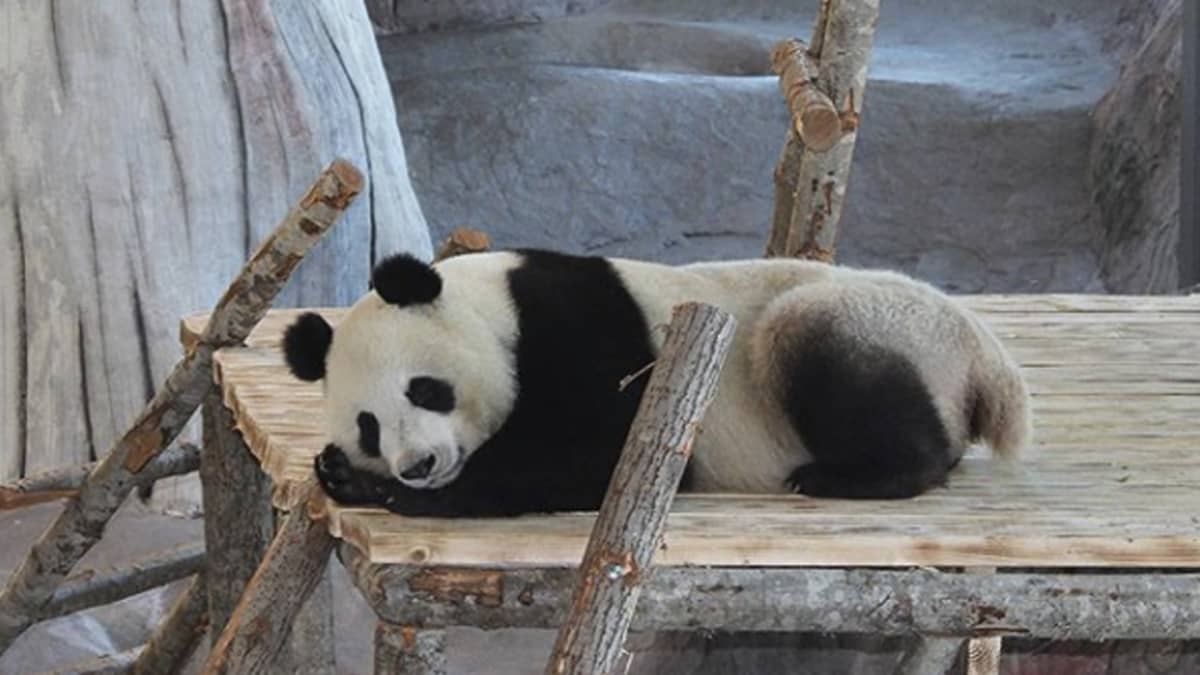 Panda meet and greet | Yle