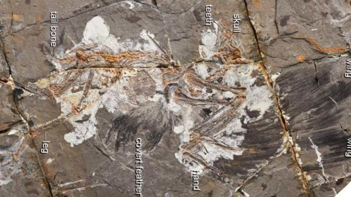 Tuore fossiililöytö hämmentää: Muinaisen linnun siivistä ei ollut ...