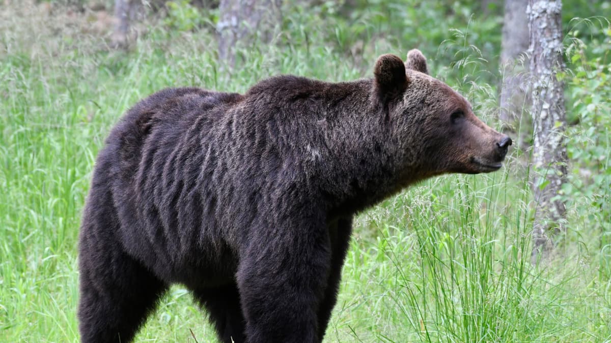 Seurasimme karhujen elämää 360-kameralla kolme yötä: kuviin tallentui ...