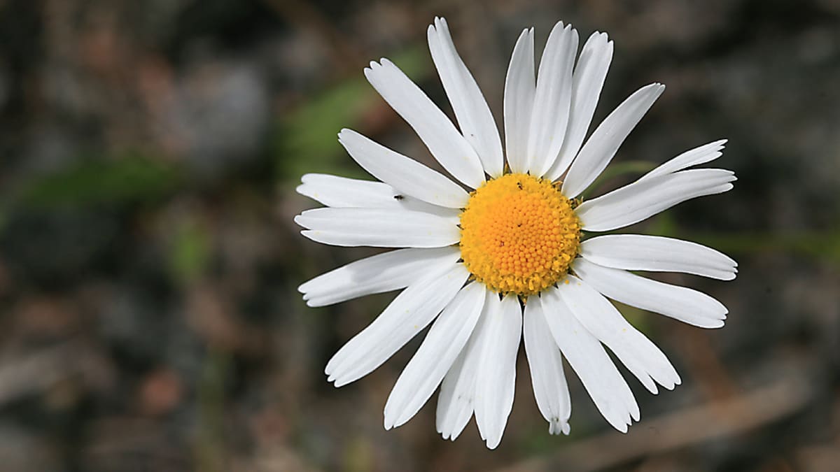 Kukassa kesäkuun alussa | Yle Uutiset