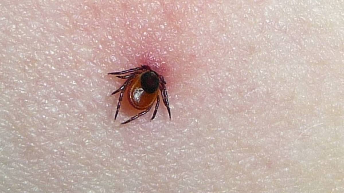 Nymfi on punkeista petollisin | Yle