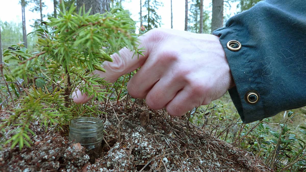 Viinasta ja muurahaisista syntyy lääke kutinaan ja lihaskipuihin | Yle