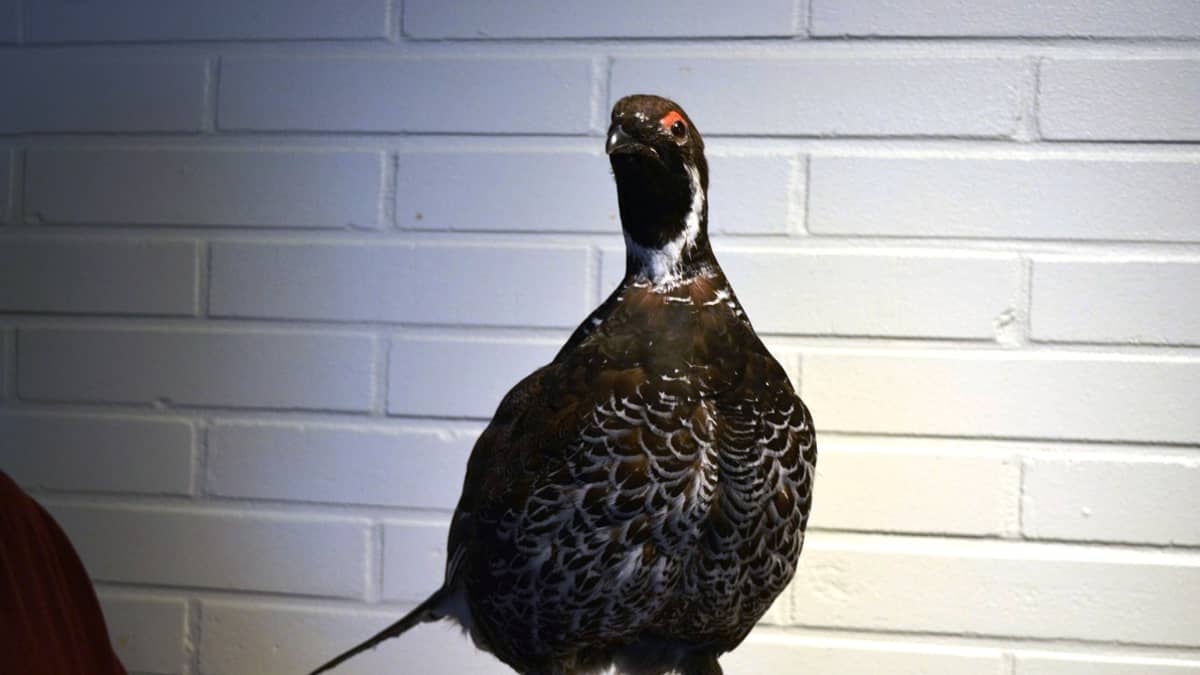 Huippuharvinainen pyyteeri oli vähällä joutua pataan, mutta päätyi ...