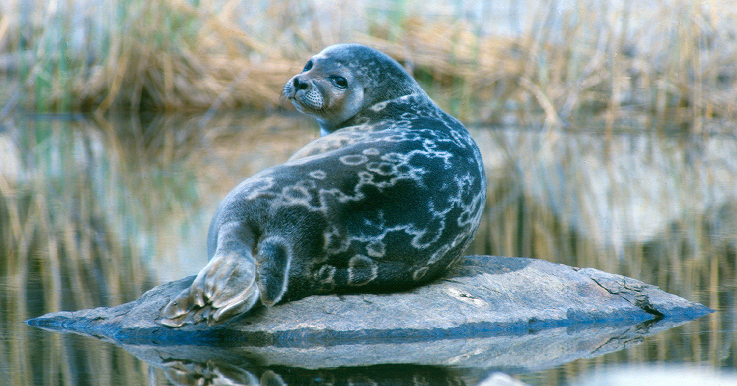 Saimaannorppa ei ole enää yksinäinen – ensimmäiset viitteet norppien ...