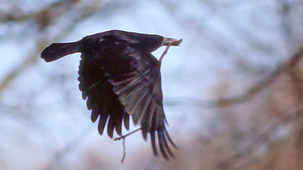 Mustavaris | Audio Areena