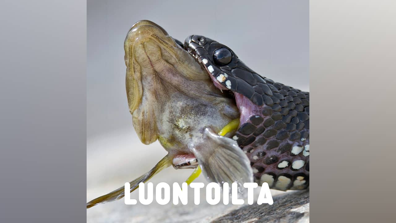 Rantakäärmeen hampaat | Luontoilta | Yle Areena – podcastit