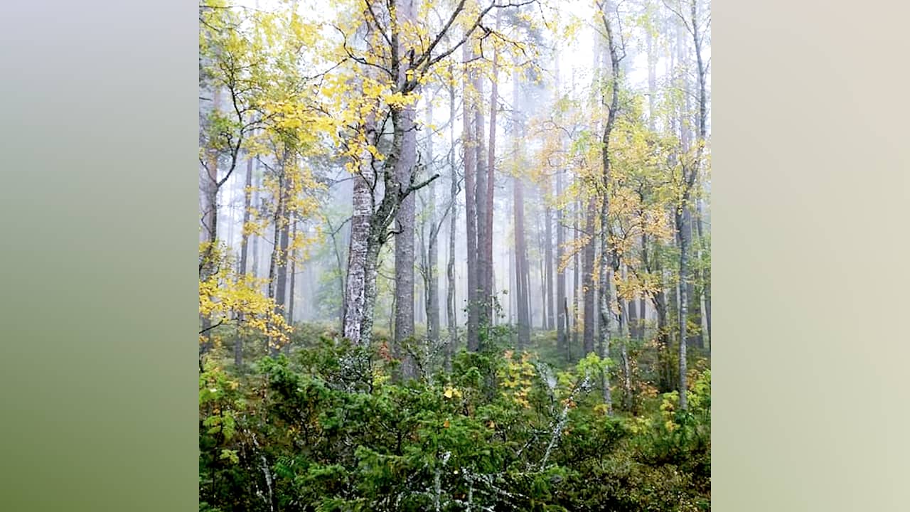 Metsä meidän jälkeemme toimittajat Pekka Juntti ja Jenni Räinä ...