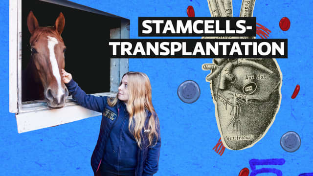 Svenska Yle Story | TV | Areena | yle.fi