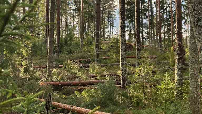 Forest Centre: Weekend storm toppled 100,000 cubic metres of timber ...