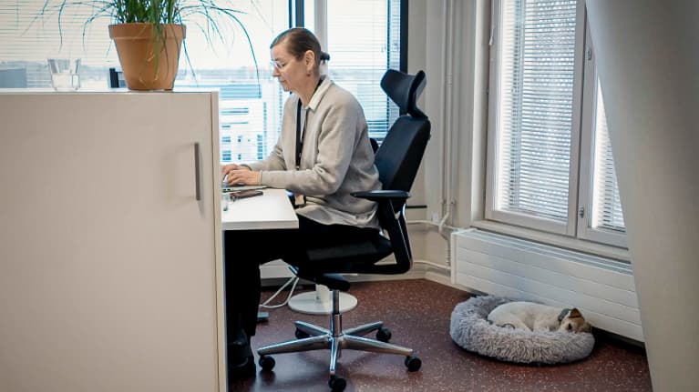 Mitä tapahtuu kun lemmikit saa tuoda töihin? ”Koiria käy joka päivä ...