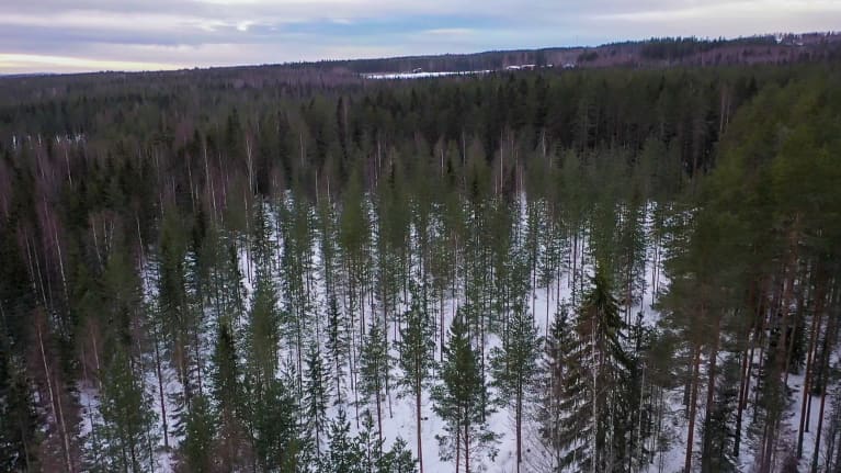 Undersökning: Skogen gallras olagligt gles | Inrikes | Svenska Yle
