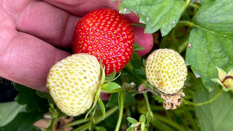 Suomalaisten herkku uhattuna – on katoava lajike, sanoo ammattilainen ...