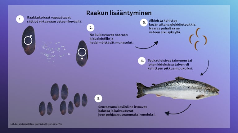Näistä syistä raakku on erittäin uhanalainen – ja elintärkeä | Luonto | Yle