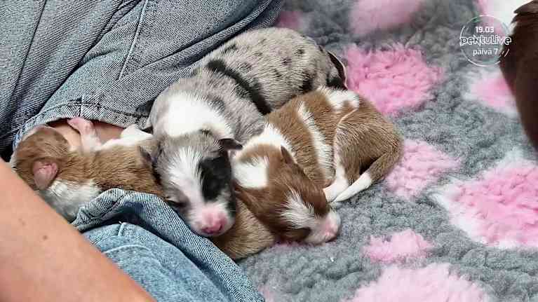 Pentulive FAQ – Usein esitetyt kysymykset | Pentulive | Yle