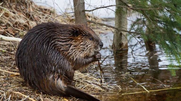 Majavat aiheuttivat tulvan Lappeenrannassa – ”Kaatavat puita miltei ...